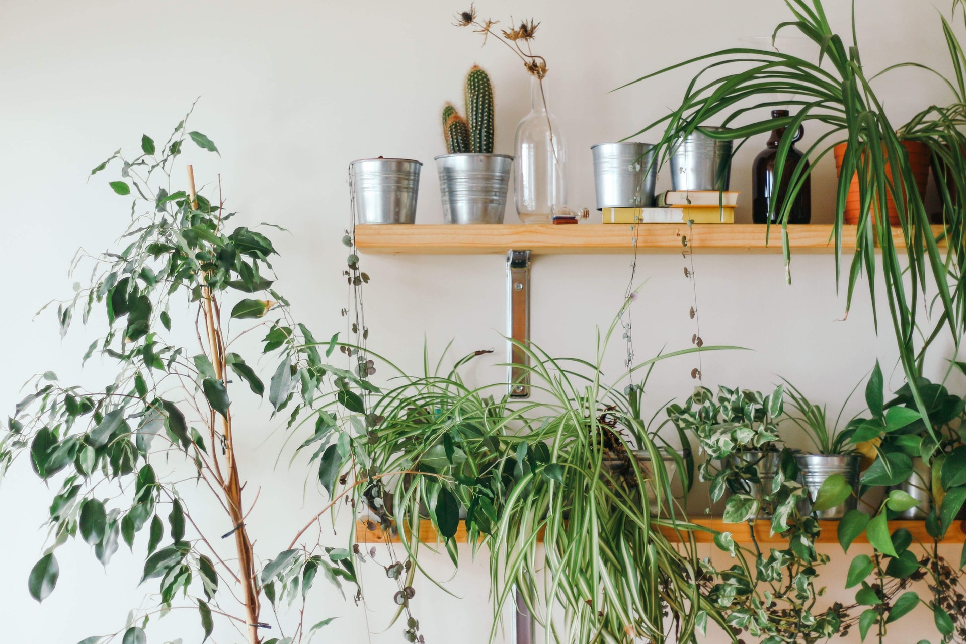 Fertilizing Your Plants with Period Blood: A How-to (and If-to) Guide ...